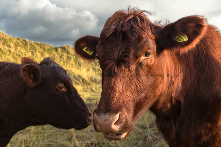 Raising Cattle & Beef: Articles and Ideas | Mother Earth News